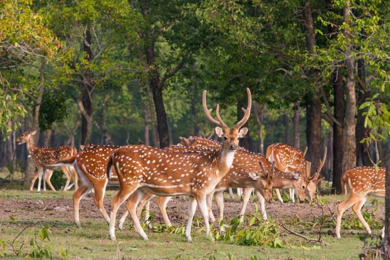 Going to Nijhum Dwip, Resorts and Hotels - A Complete Travel Guide ... Going to Nijhum Dwip, Resorts and Hotels - A Complete Travel Guide ...